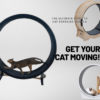 The Ultimate Guide to Cat Exercise Wheels