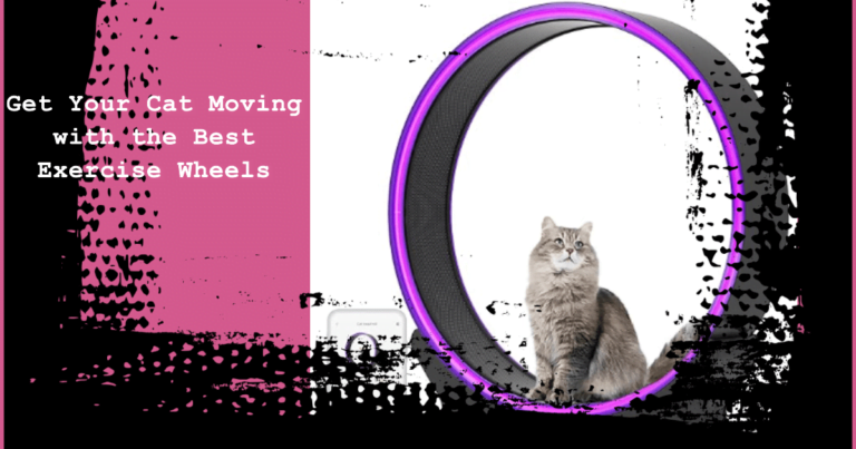 How to Choose the Right Cat Exercise Wheel for Your Furry Friend