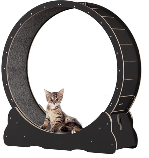 The 4 Best Cat Exercise Wheels: From Cat naps to Cat laps