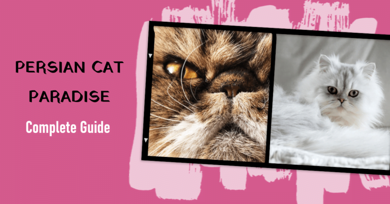Exploring The Persian Cat Breed: A Guide to the Doll Face Variety