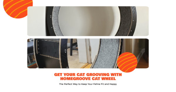 Best Cat Wheel for Maine Coon: Top Models for Your Gentle Giant