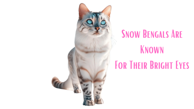 Bengal Cat Breed: Everything You Need to Know About These Miniature ...