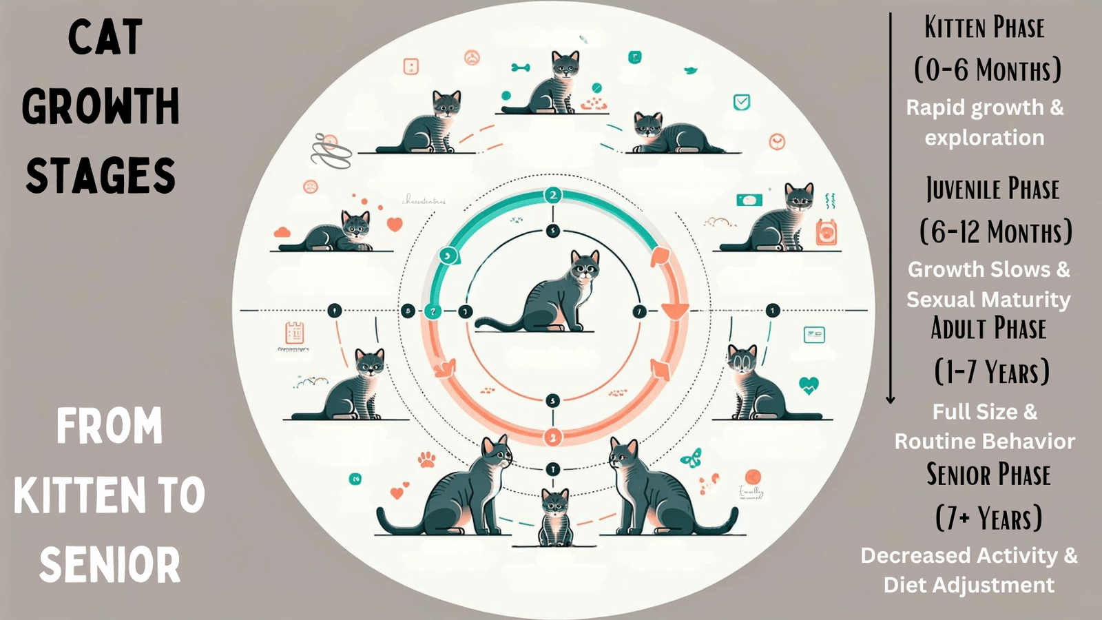 When Do Cats Stop Growing?: Beyond Kittendom