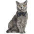 Meet the 13 Brachycephalic Cat Breeds: A Closer Look at Flat-Faced Felines