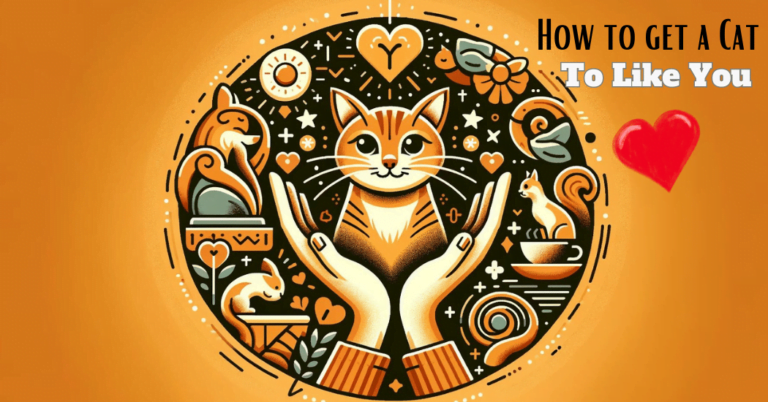 How to Get a Cat to Like You: The Cat Lover's Playbook