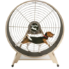 Best Cat Wheel for Maine Coon: Top Models for Your Gentle Giant