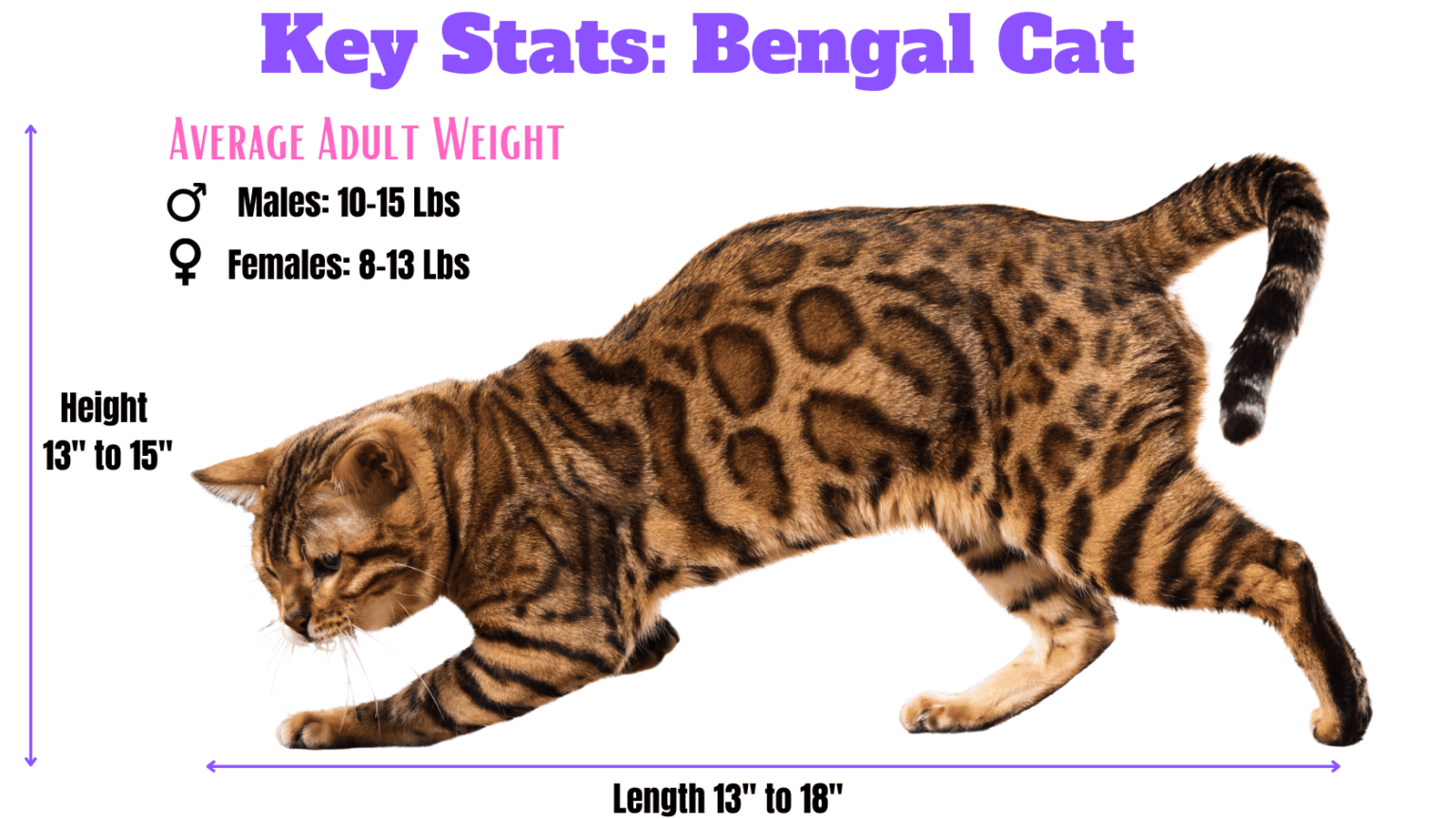 Bengal Cat Weight Calculator: Keeping Your Bengal Lean and Healthy