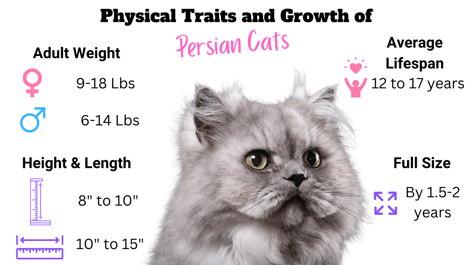 Exploring The Persian Cat Breed: A Guide to the Doll Face Variety
