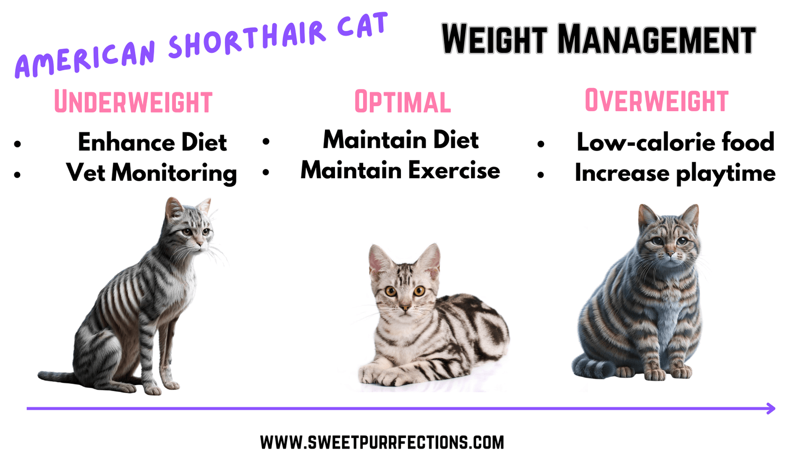 American Shorthair Cat Weight Calculator: Manage Your Cat’s Health ...