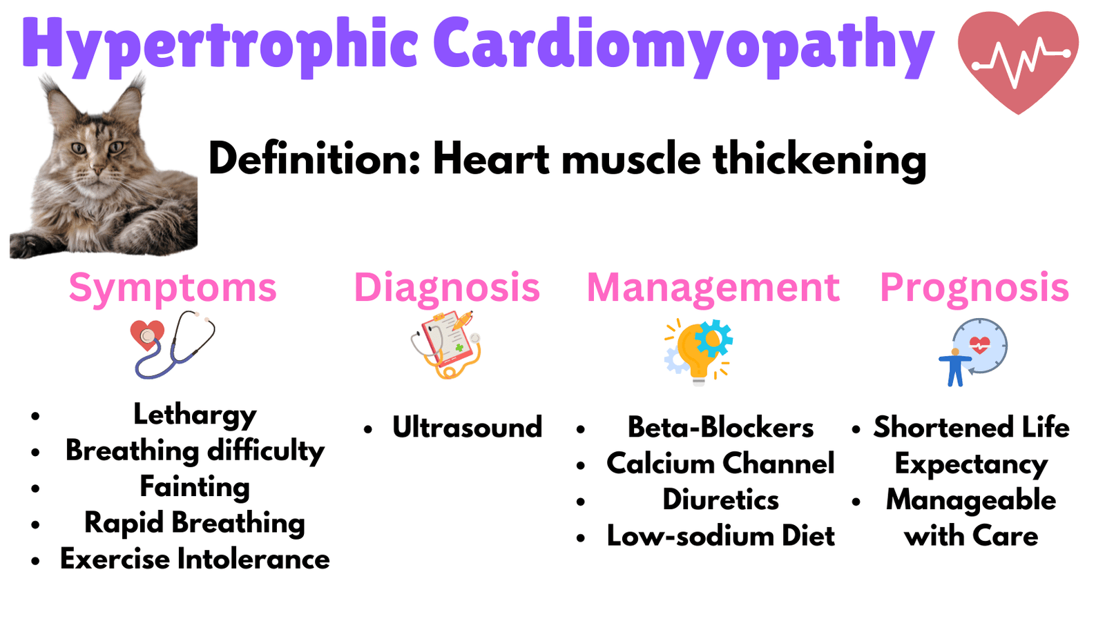 12 Maine Coon Cat Health Issues: Complete Overview from Genetic to ...