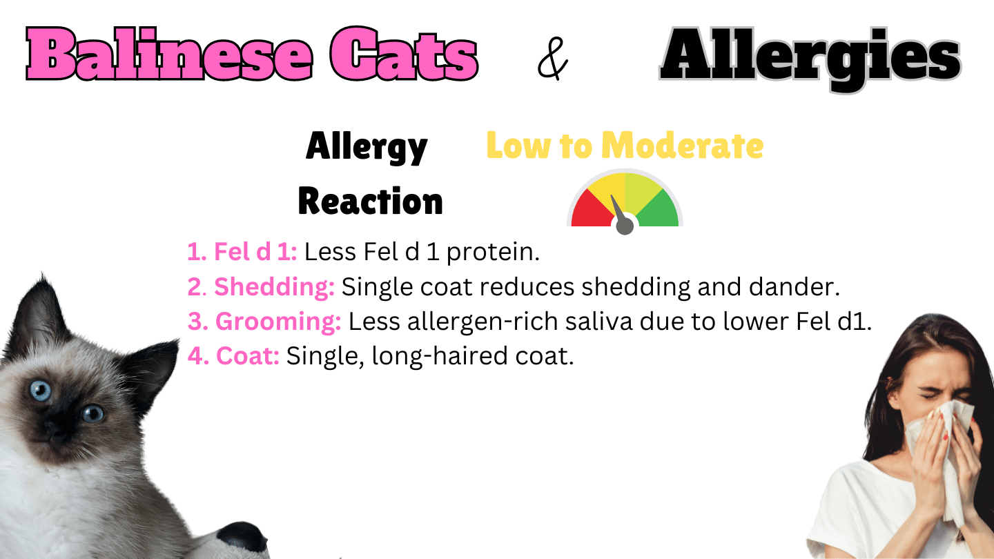 11 Hypoallergenic Cat Breeds: The Best Options for Allergy Sufferers