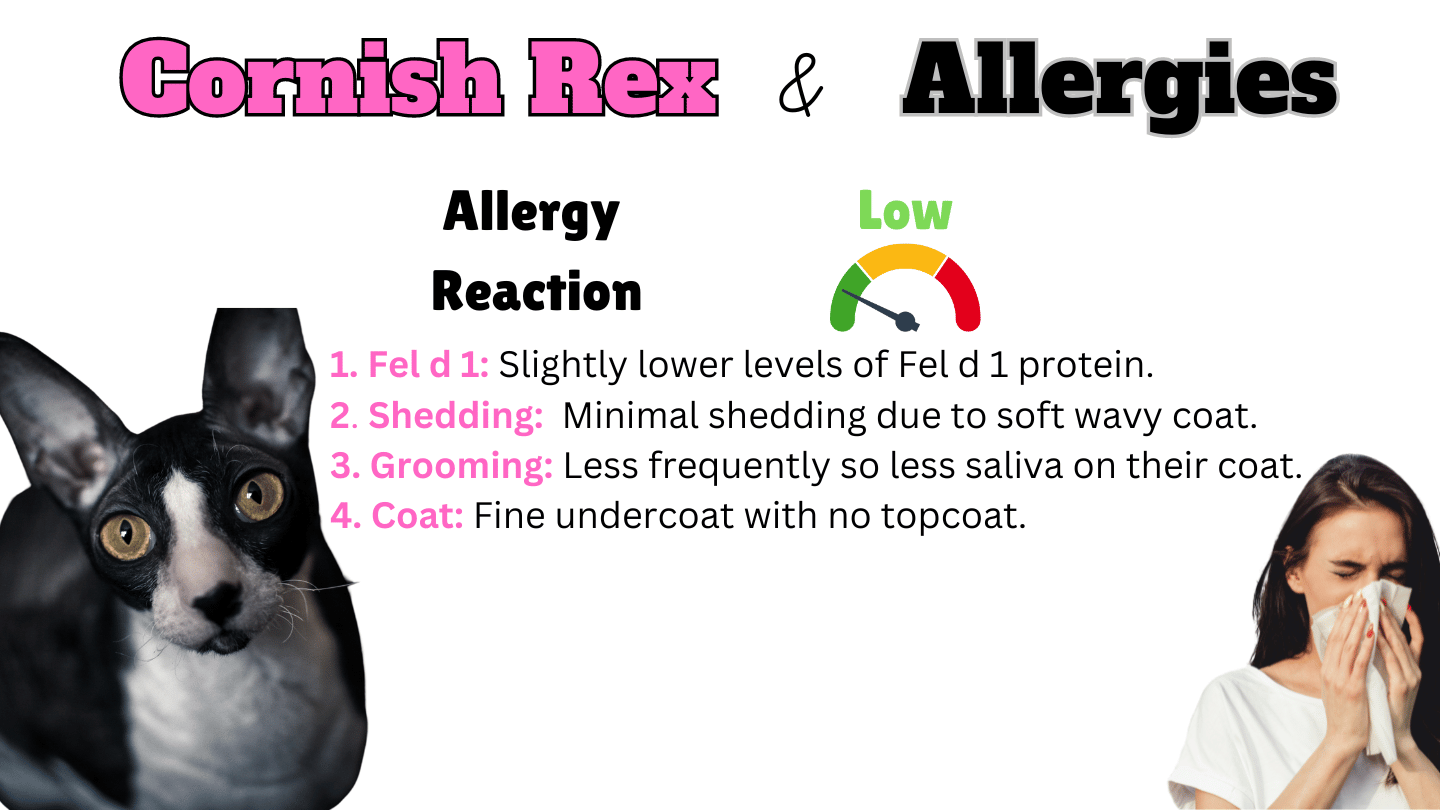 11 Hypoallergenic Cat Breeds: The Best Options for Allergy Sufferers