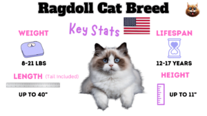 Ragdoll Cat Size: From Fluffy Kittens to Majestic Adults