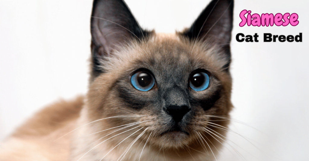 Siamese Cat Breed: The Elegant and Enigmatic Feline