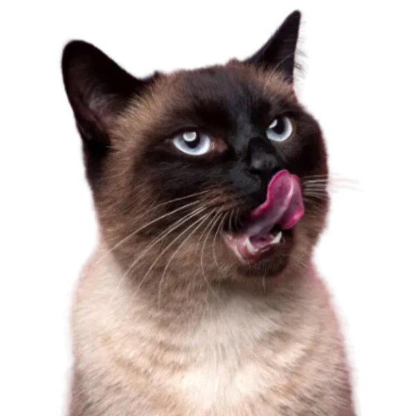 Meet All Types of Siamese Cats: From Traditional to Modern Varieties