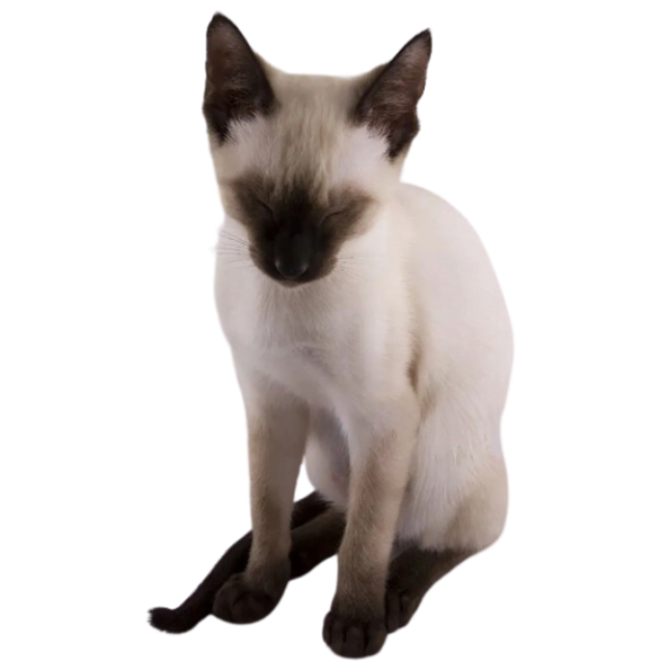 Meet All Types of Siamese Cats: From Traditional to Modern Varieties