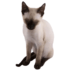 Meet All Types of Siamese Cats: From Traditional to Modern Varieties