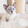 Meet All Types of Siamese Cats: From Traditional to Modern Varieties