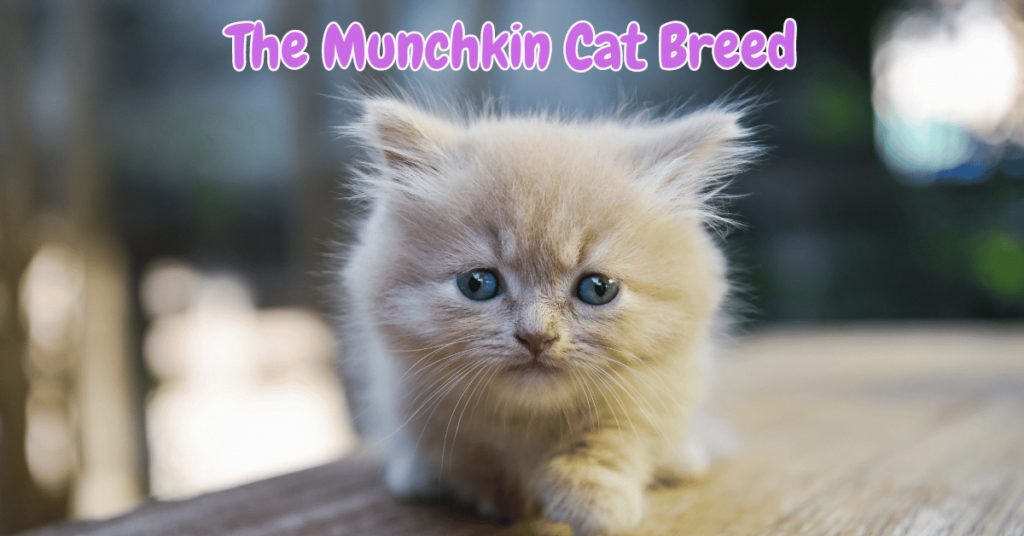 Munchkin Cat Breed: The Ultimate Guide for Enthusiasts