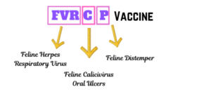 FVRCP Vaccine for Cats: What You Need to Know
