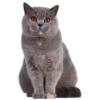 Meet the 12 Shorthair Cat Breeds: Low-Maintenance and Loving