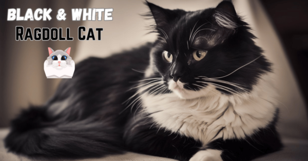 Tuxedo Black And White Ragdoll Cats: What Makes Them Unique?