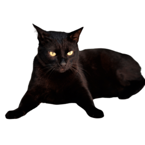 Meet the 10 Cat Breeds with Short Tails: A Unique Feline Feature