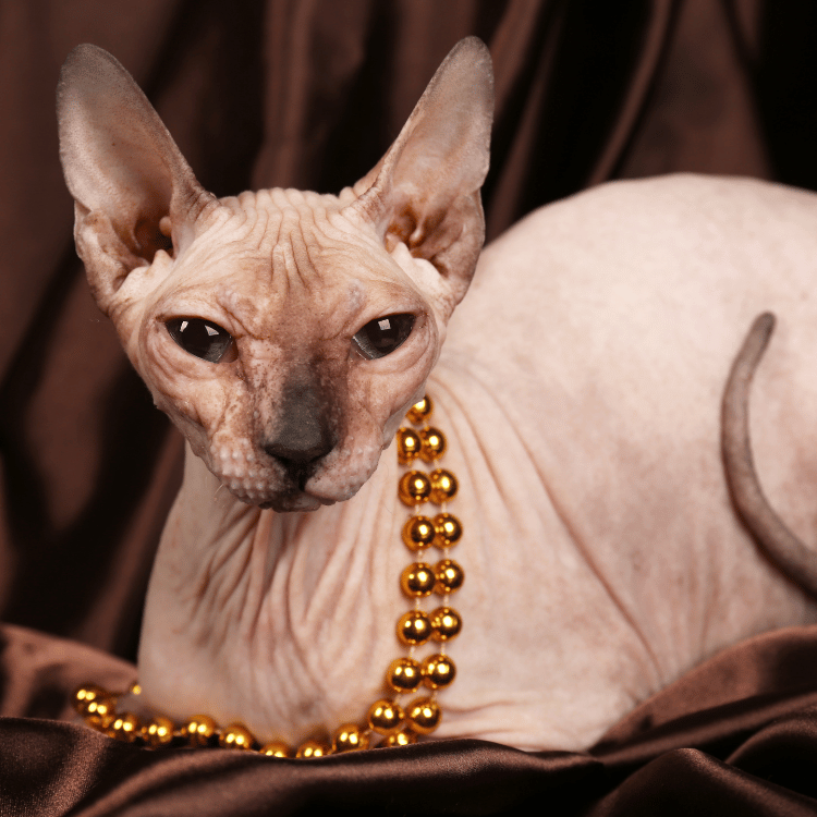 Hairless Cat Breeds Catalog Archives - Sweet Purrfections