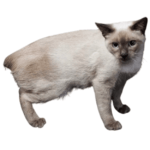 Meet the 10 Cat Breeds with Short Tails: A Unique Feline Feature