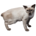 Meet the 10 Cat Breeds with Short Tails: A Unique Feline Feature