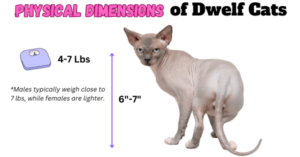 The Dwelf Cat Breed: A Complete Guide to These Elf-Like Felines