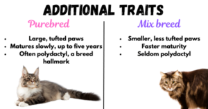 Maine Coon Mix or Purebred? How to Tell the Difference