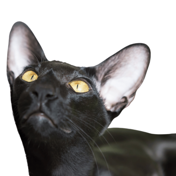 10 Black Cat Breeds: From Sleek to Fluffy Beauties