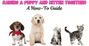 How to Successfully Raise a Puppy and Kitten Together: A Step-by-Step Guide