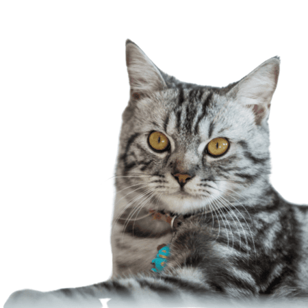 Meet the 12 Shorthair Cat Breeds: Low-Maintenance and Loving