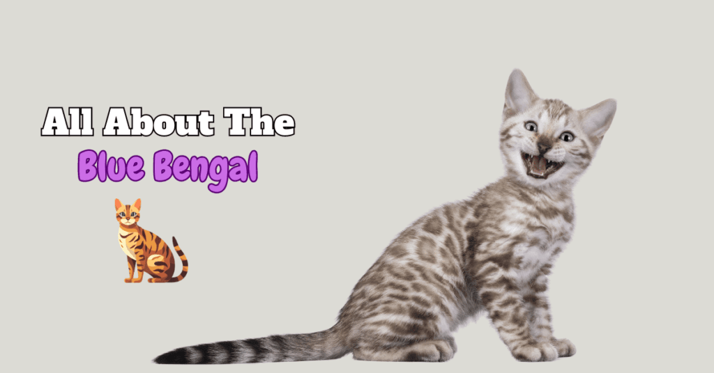 All About the Blue Bengal Cat: A Rare Color in the Bengal Breed