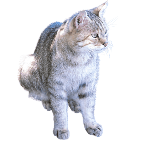 Legal Exotic Cat Breeds: 15 Fascinating Cats for Your Home
