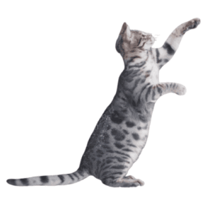 All About the Blue Bengal Cat: A Rare Color in the Bengal Breed
