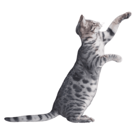 All About the Blue Bengal Cat: A Rare Color in the Bengal Breed
