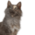 All About Gray Cat Breeds: A Guide to Silver Beauties