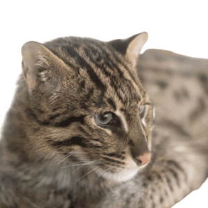Legal Exotic Cat Breeds: 15 Fascinating Cats for Your Home