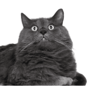 All About Gray Cat Breeds: A Guide to Silver Beauties