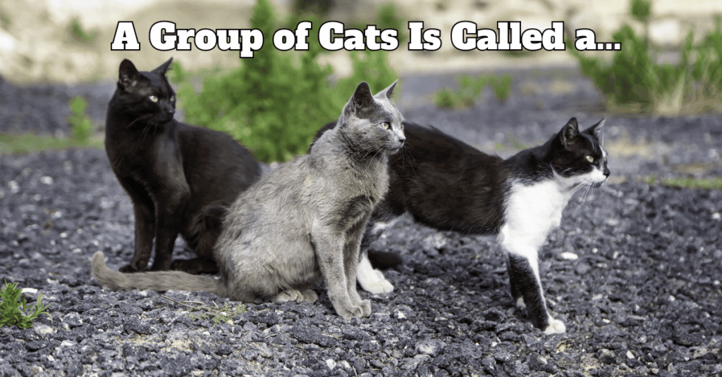 Is a Group of Cats Called a Clowder, a Pounce, or Something Else?