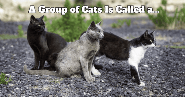 Is a Group of Cats Called a Clowder, a Pounce, or Something Else?