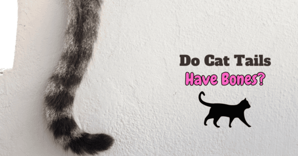 Meet the 10 Cat Breeds with Short Tails: A Unique Feline Feature
