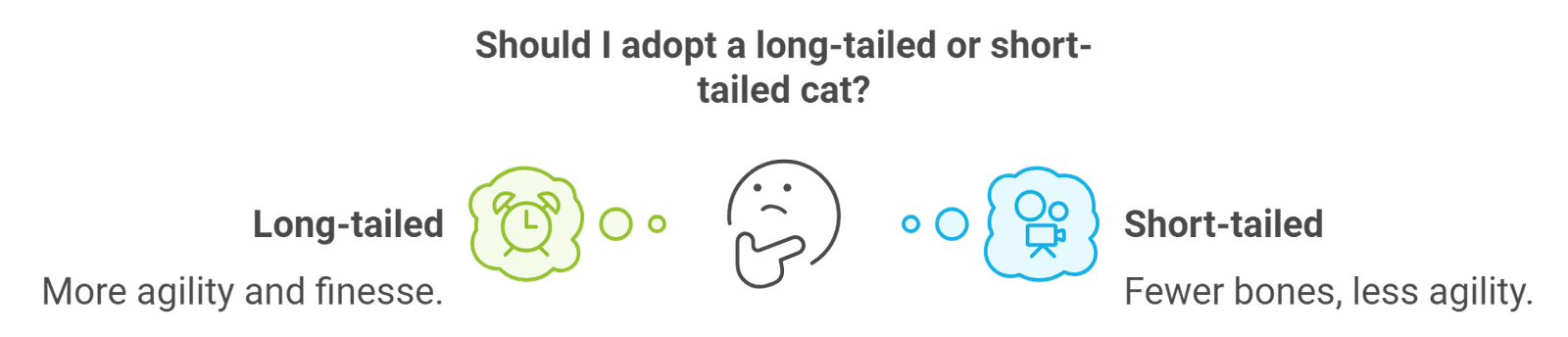 Do Cat Tails Have Bones? How Cat Tails Work and Why They Matter