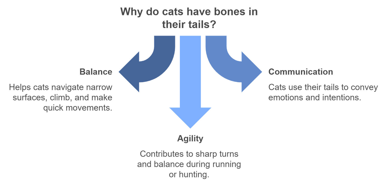Do Cat Tails Have Bones? How Cat Tails Work and Why They Matter