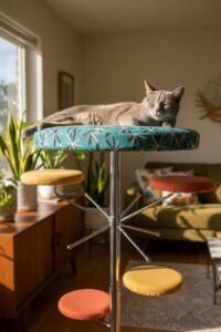 12+ Jetsons-Style Cat Trees That Are Purr-fectly Retro